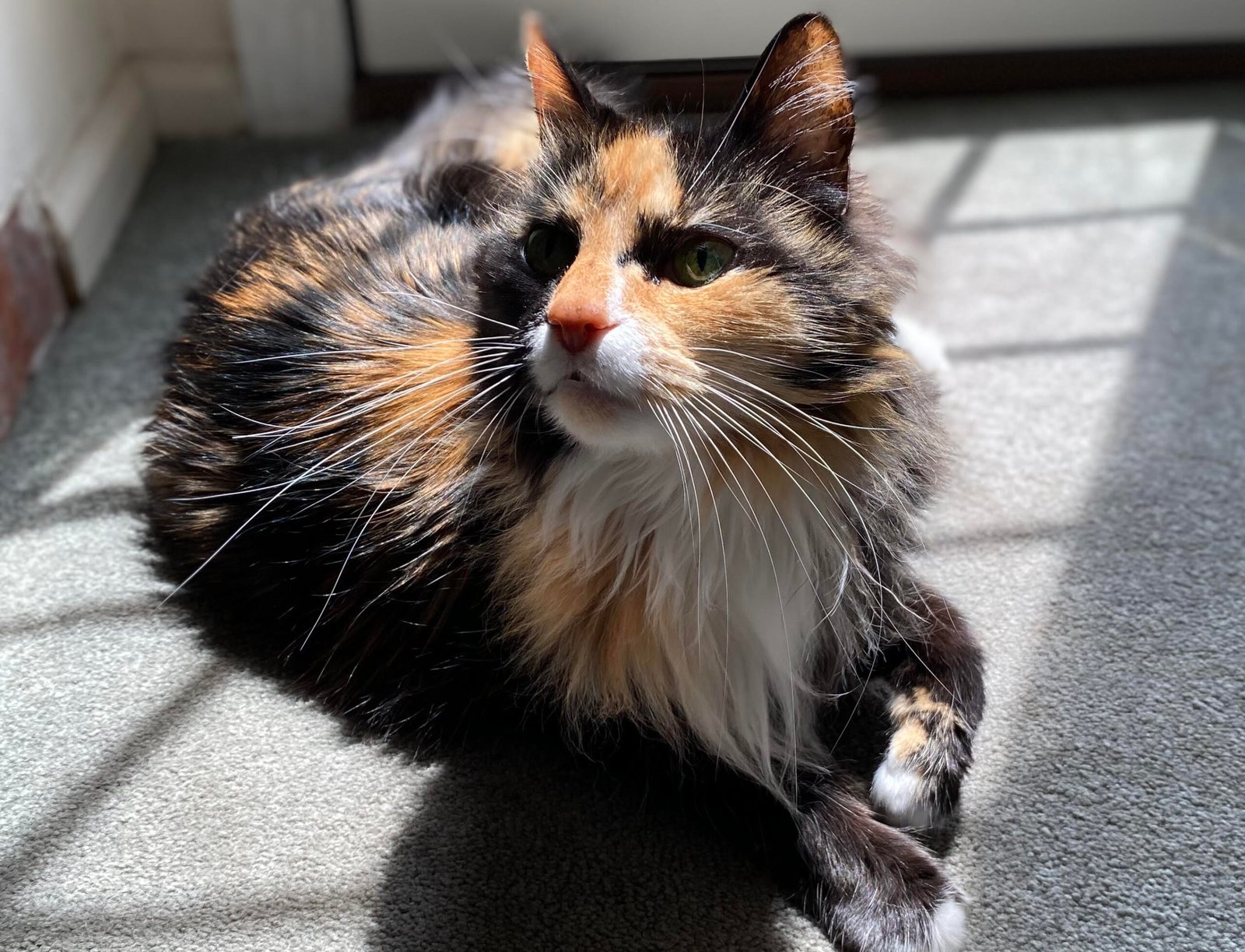 Can Cats Get Sunburn? How to Protect Your Kitty From UV Rays - Sentient ...