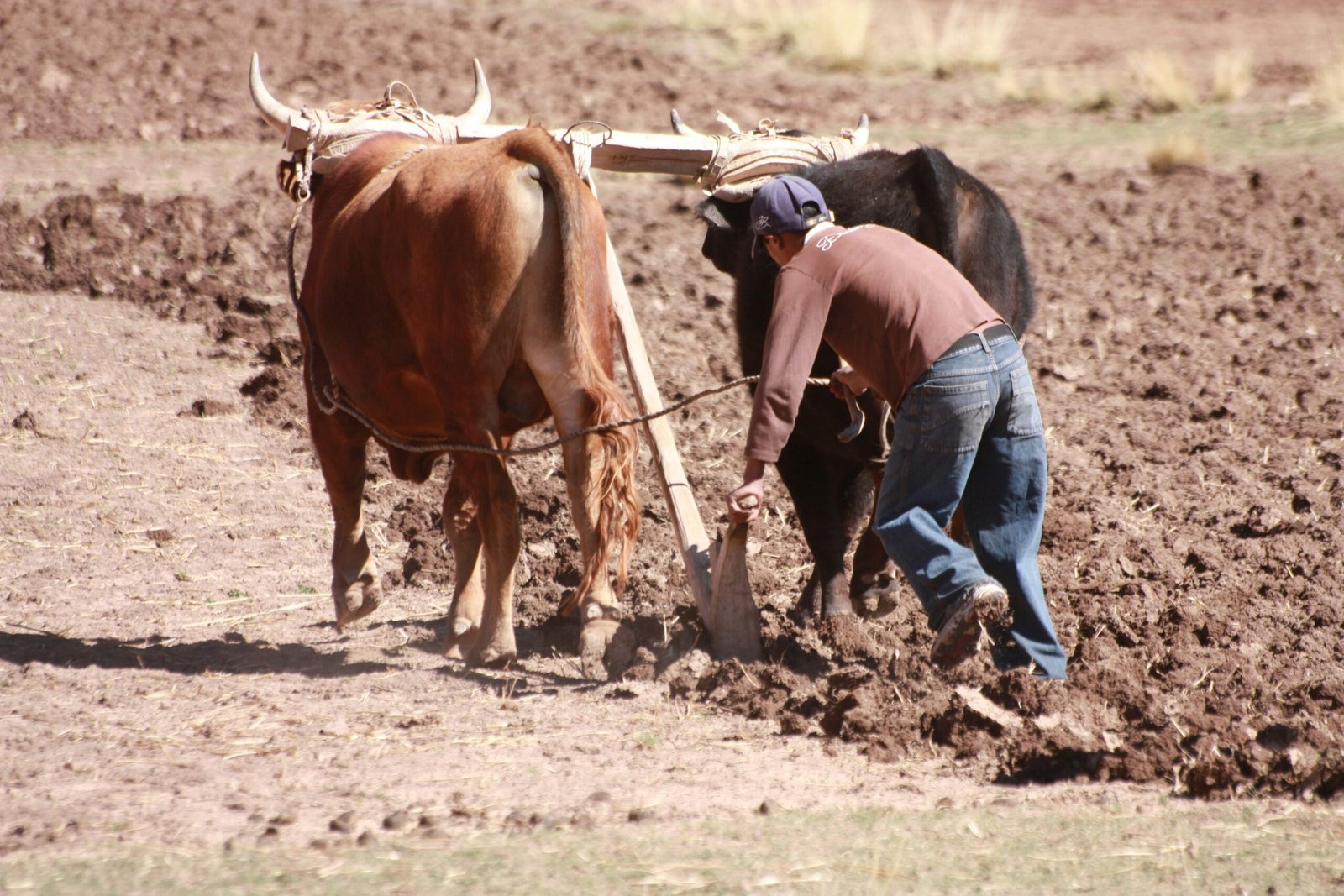 How the Invention of the Plow Lead To Centuries of Sexism - Sentient Blogs